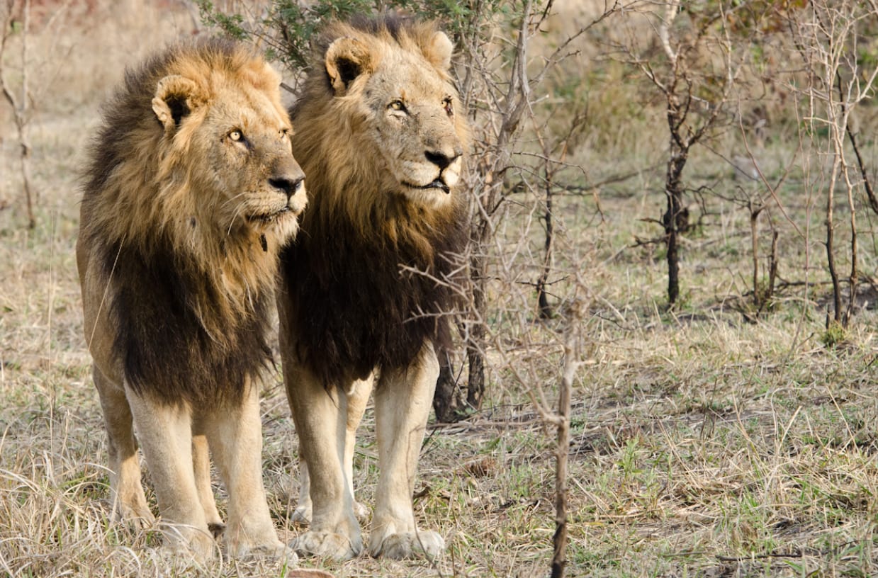 The Mapogo Lions & Their Unique Hunting Strategies